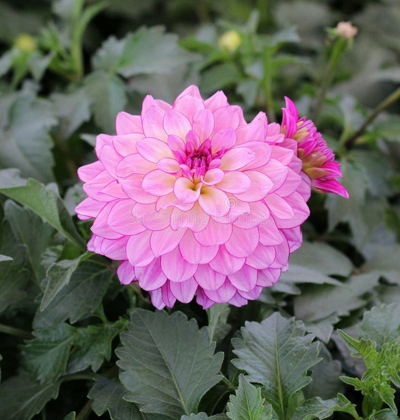 Dahila Flower Pink Color for IPhone Screen Stock Photo - Image of ...