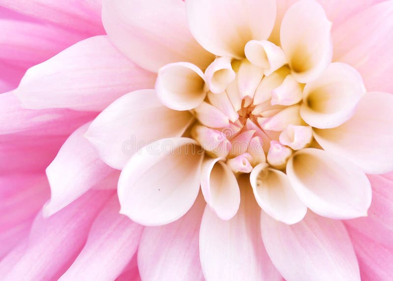 Pink dahlia stock image. Image of bright, fragility, close - 21582647