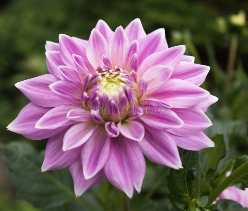 Pink dahlia stock image. Image of growth, beautiful, bloom - 62001191