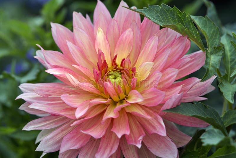Dahlia flower bud closeup stock photo. Image of flora - 169276572