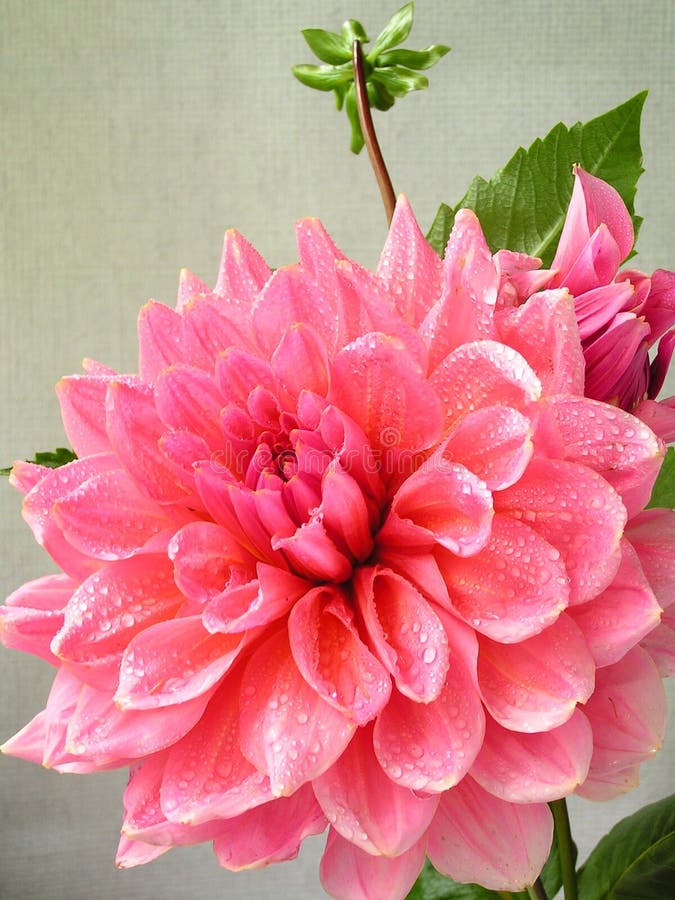 Pink Dahlia Flower with Drops of Dew Stock Image - Image of color, pink ...