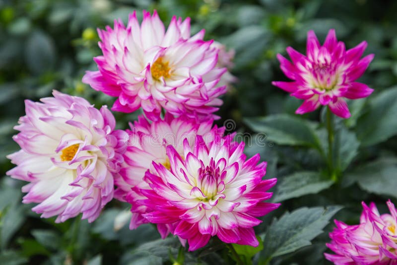 Pink Dahlia Flower in the Garden at Spring Day Stock Image - Image of ...