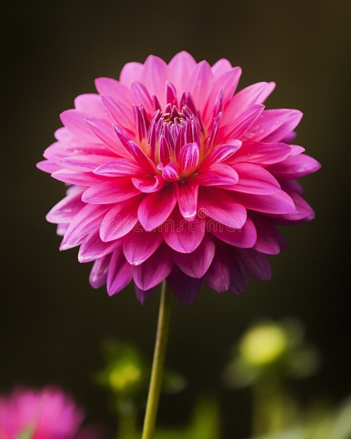 Pink dahlia flower stock image. Image of pink, closeup - 5027503