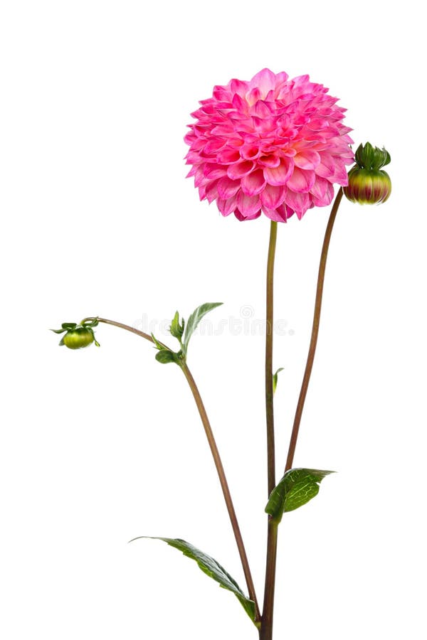 Pink dahlia stock image. Image of nature, summer, gorgeous - 44076053