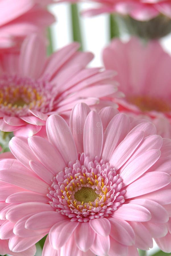 Bright Pink Gerbera Daisies Stock Image - Image of pink, flora: 1107505