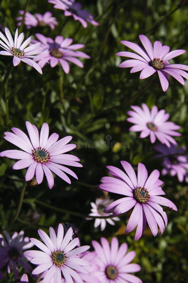 Pink daisies stock image. Image of south, flowers, namaqualand - 190044083
