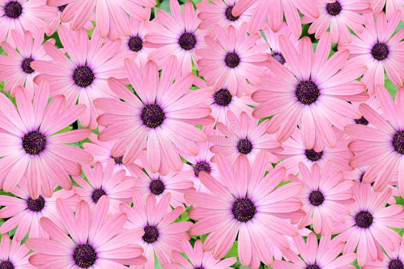 Pink Daisy Frame stock photo. Image of petal, plant, daisy - 26783384