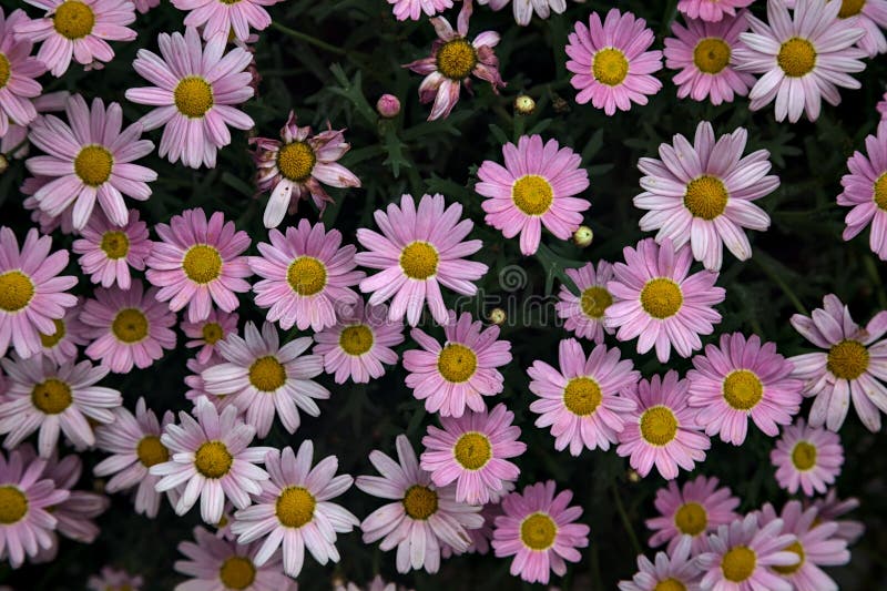 Pink Daisies in Bloom Seen Up Close and from Above Stock Image - Image ...