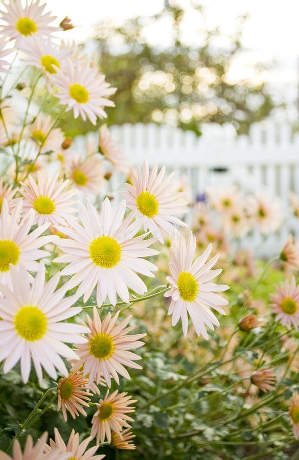 Pink daisies stock photo. Image of daisies, plant, growing - 31376586