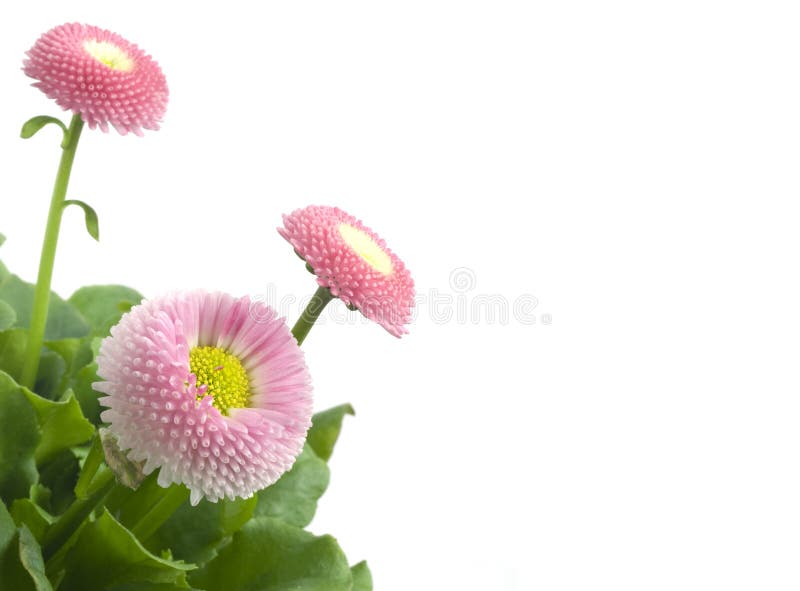 Pink Daisies, Perfect Spring Flowers Stock Image - Image of flower ...