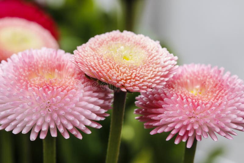 Pink daisies stock image. Image of daisies, common, forgive - 41226095
