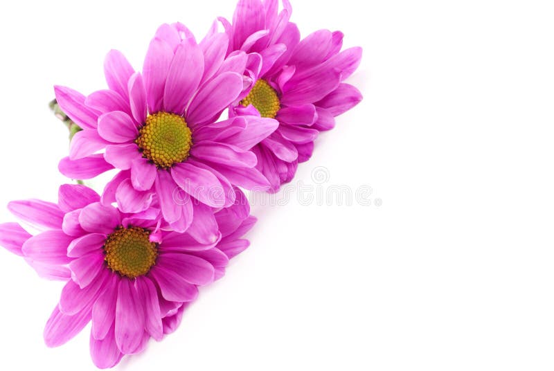 Colorful Daisies in a Vase stock photo. Image of flower - 18124864
