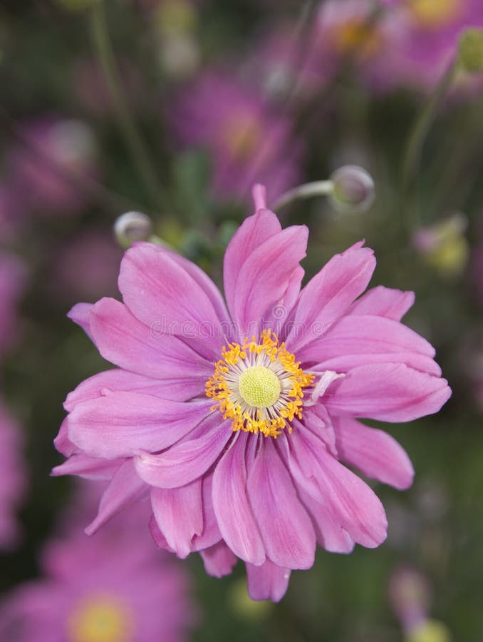 Pink daisy stock image. Image of color, elegant, anniversary - 10953551