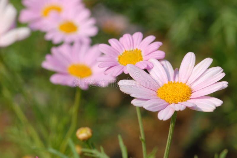 Pink Daisy stock photo. Image of chamomile, straw, petal - 11917992