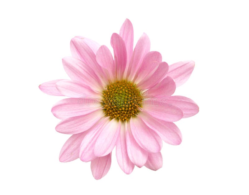 The pink daisy stock photo. Image of daisy, flower, background - 13157118