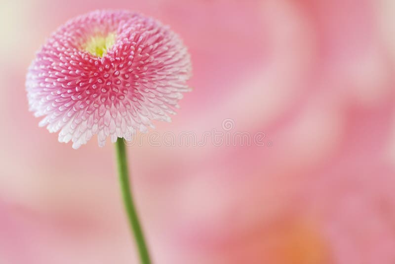 Pink daisy stock image. Image of daisy, nature, bellis - 13745145
