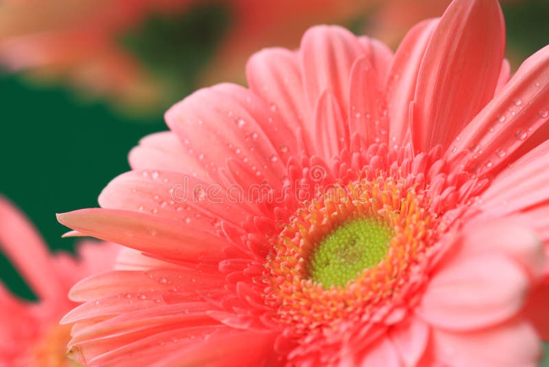 Pink daisy stock photo. Image of florals, flower, macro - 18915640
