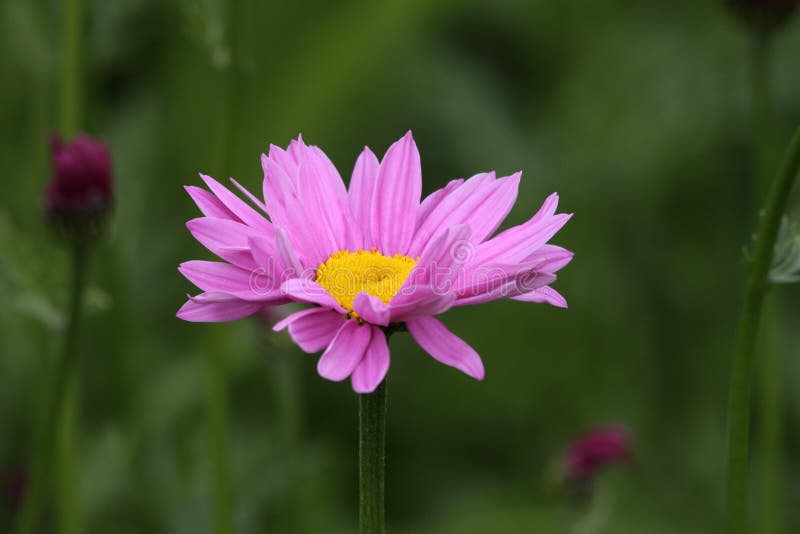 Pink Daisy stock image. Image of petal, flowers, center - 22633537