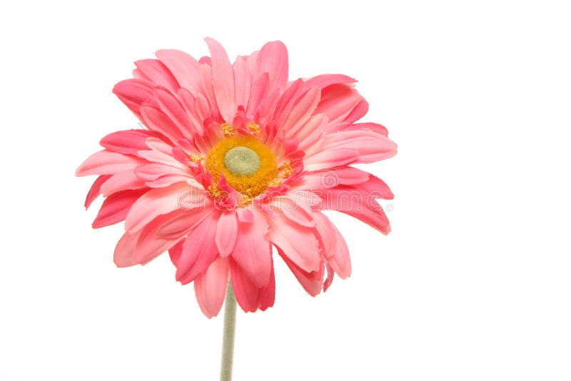 Pink daisy in water stock photo. Image of isolated, pink - 3101670