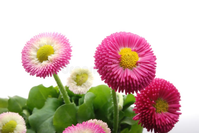 Pink daisy stock image. Image of botanical, white, spring - 5512397