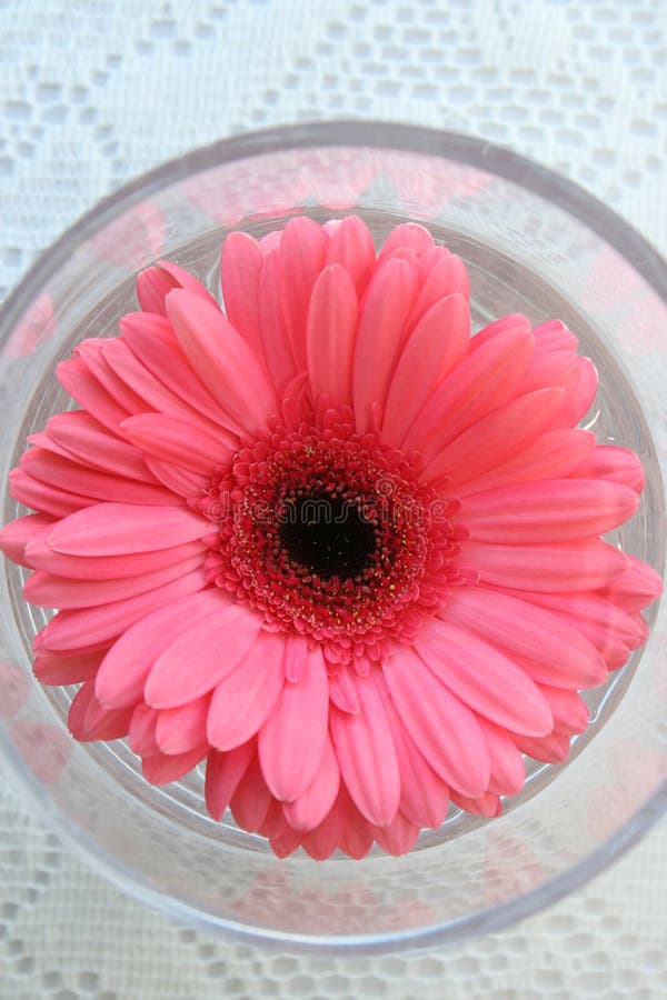 Pink Daisy stock photo. Image of daisy, life, cloth, nature - 7299290