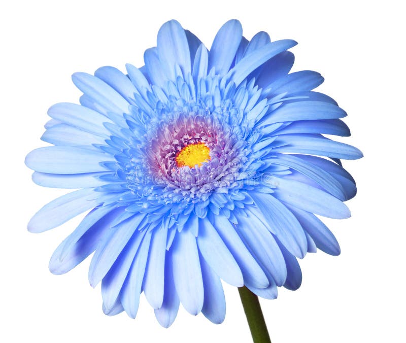 Beautiful Blue Gerbera Daisy Isolated on White Stock Photo - Image of ...
