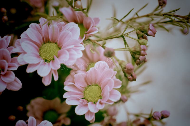 Pink Daisy Background stock image. Image of bouquet - 106377231