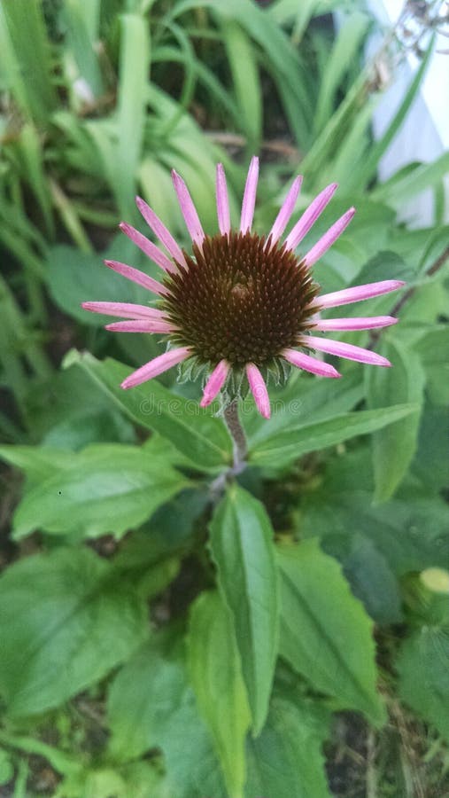 Pink daisy beginning stock photo. Image of pink, beginning - 151965394