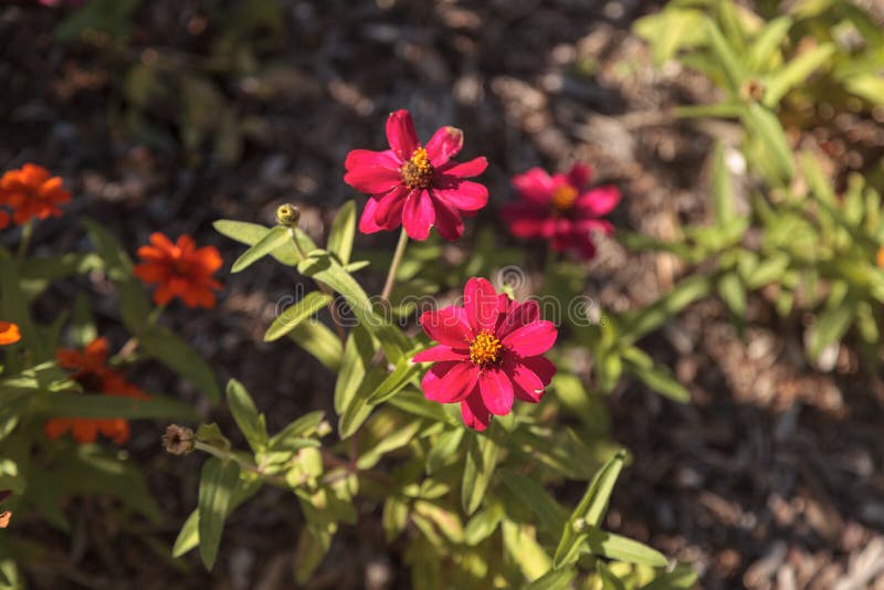 Pink daisy blooms stock image. Image of field, freshness - 60181917
