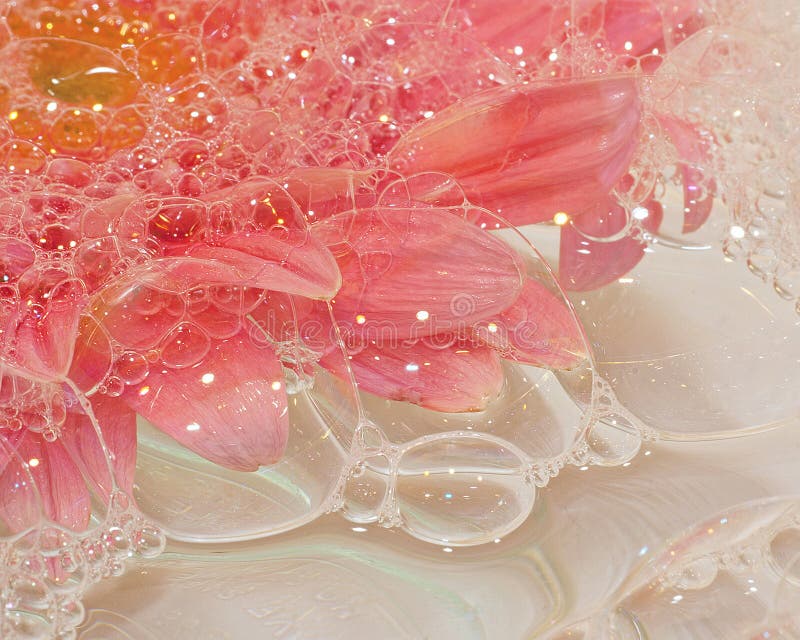 Drenched Daisy stock photo. Image of morning, daisies - 47472992