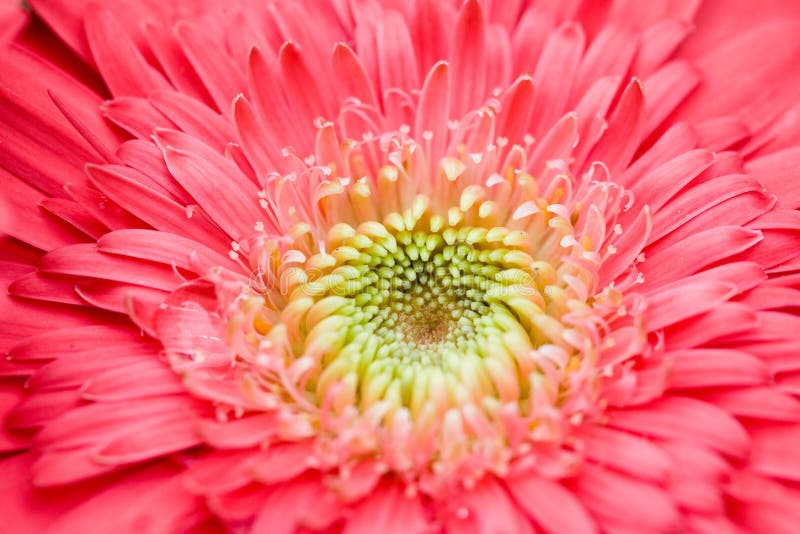 Flower, Flora, Daisy, Close Up Picture. Image: 134764769