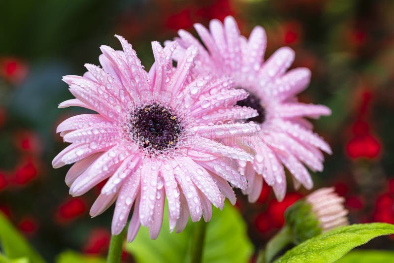 Pink Daisy stock image. Image of botanical, drops, garden - 175846313