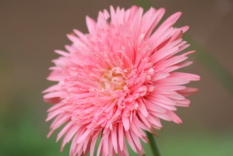 Pink daisy dwarf stock photo. Image of close, floriculture - 93709822