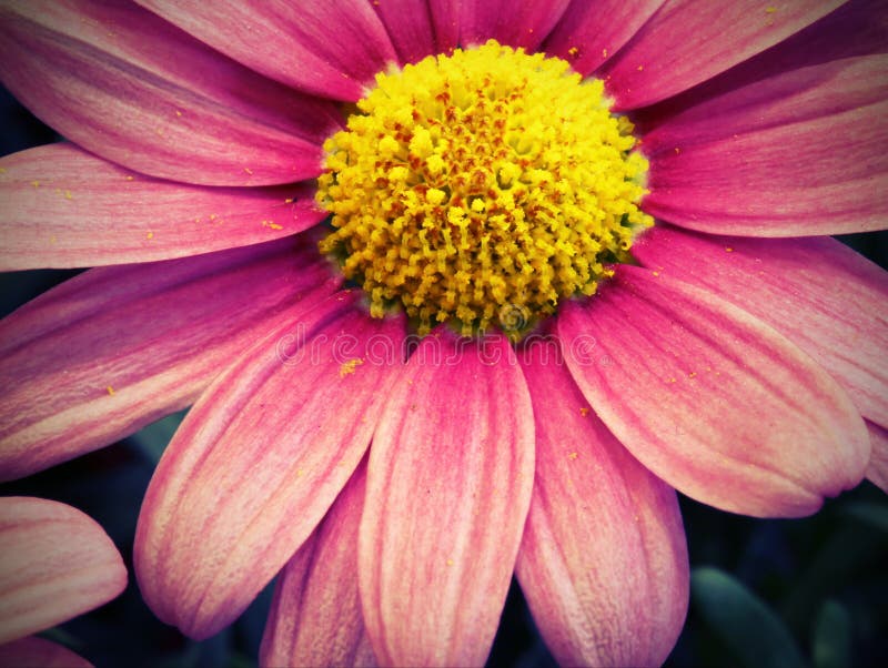 Pink Daisy with Effect Vintage Stock Image - Image of daisy, closeup ...