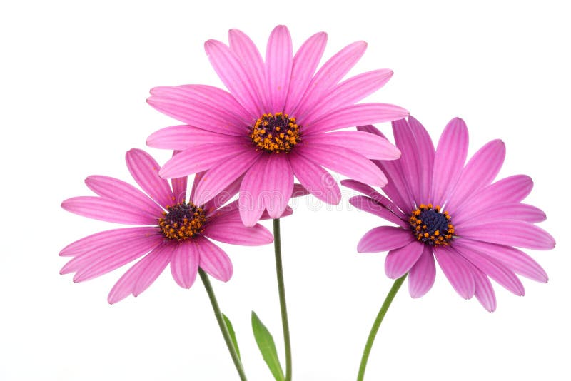 Pink daisy flower stock photo. Image of stem, grow, macro - 18960118