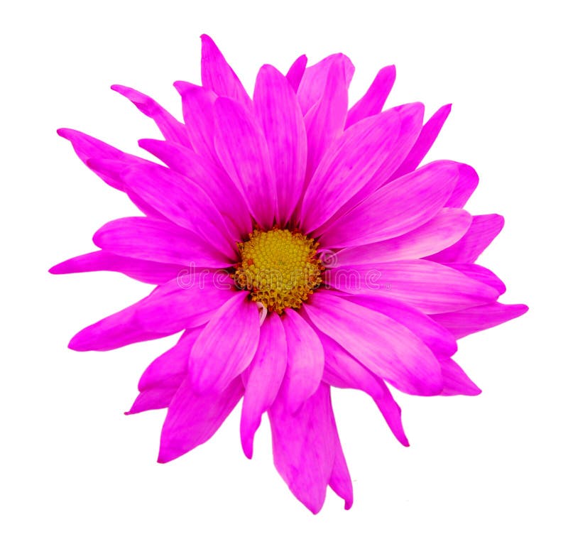 Pink Daisy Flower stock image. Image of close, single - 27074511