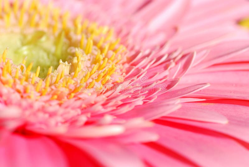 Pink Daisy Flower stock image. Image of close, clear, gerber - 4339823