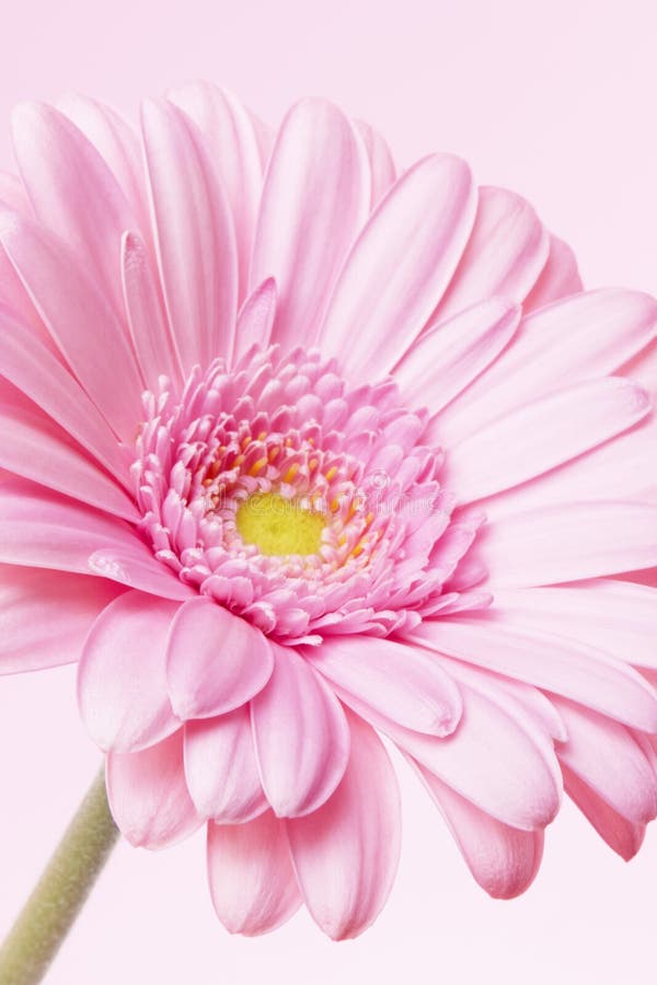 Daisy Flower on a Pink Background Stock Photo - Image of flower ...