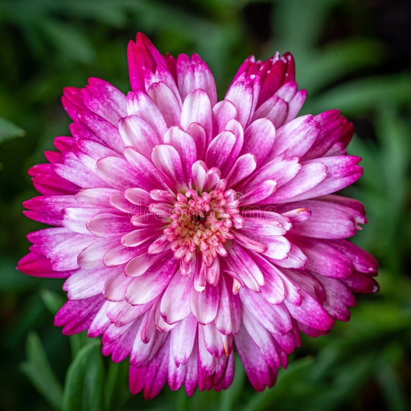 Pink daisy flower in bloom stock image. Image of blooming - 166964033