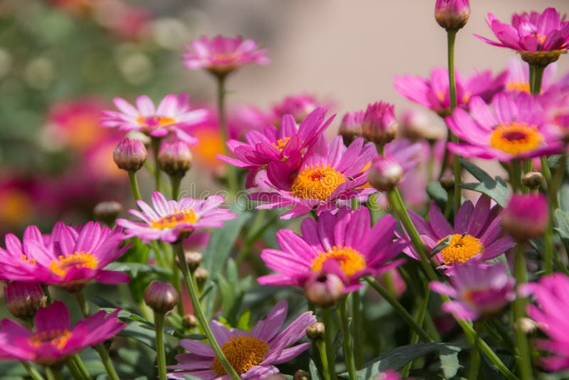 Pink Daisy Flower Bush Close Up Stock Image - Image of outdoors ...