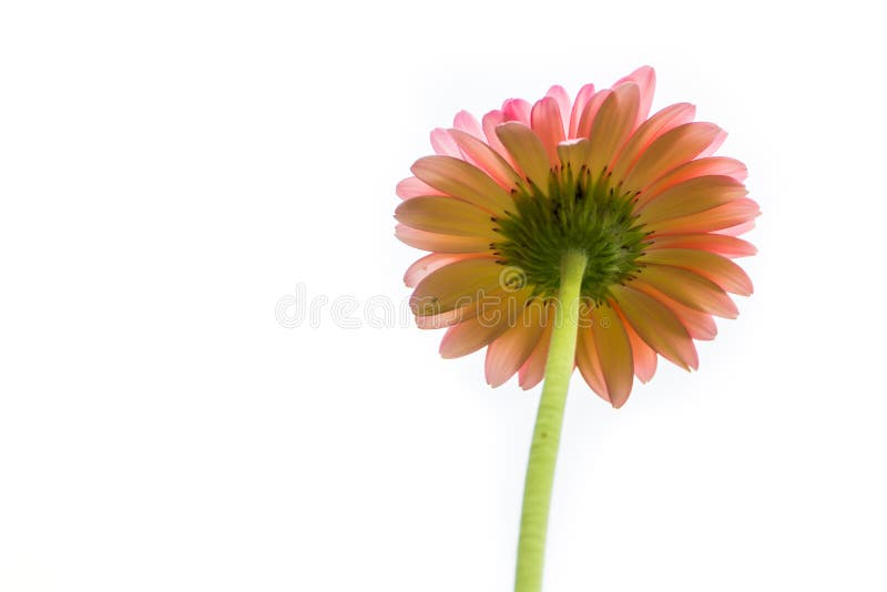 2,805 Flower Facing Photos - Free & Royalty-Free Stock Photos from ...