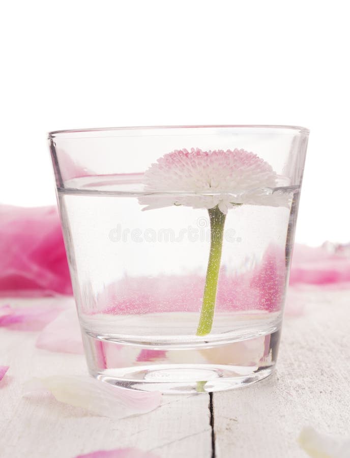 Pink Daisy Flower in Glass of Water, Spa, Isolated Stock Image - Image ...
