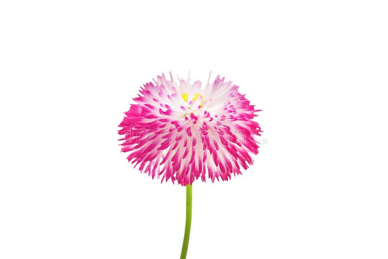 Pink Daisy Flower.isolate on a Transparent Background Stock Photo ...