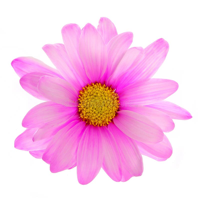 Pink daisy flower isolated stock image. Image of bloom - 39415939