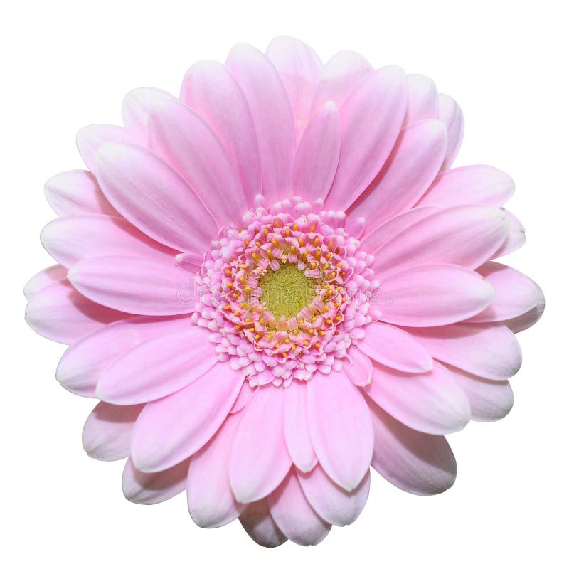 Pink Daisy Png