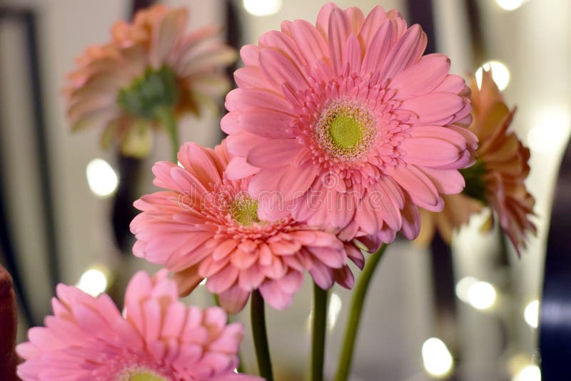 Pink Daisy Flower with Light Background Stock Photo - Image of gardens ...