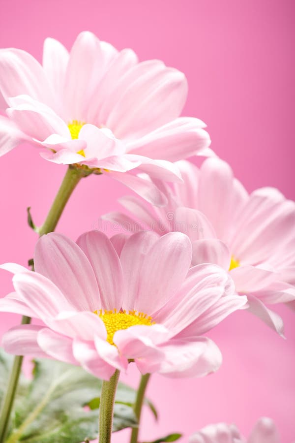 Pink daisy flowers stock image. Image of flora, season - 16562693