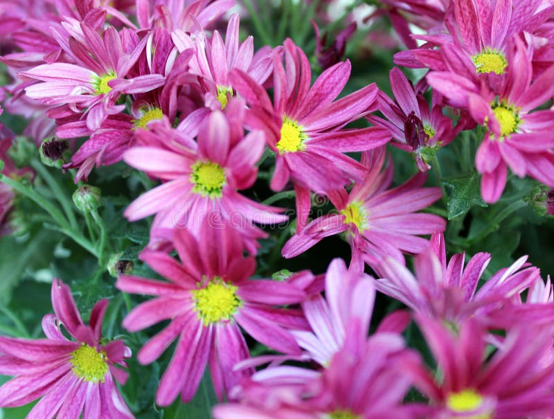 Pink daisy flowers stock photo. Image of pink, vivid - 32534584