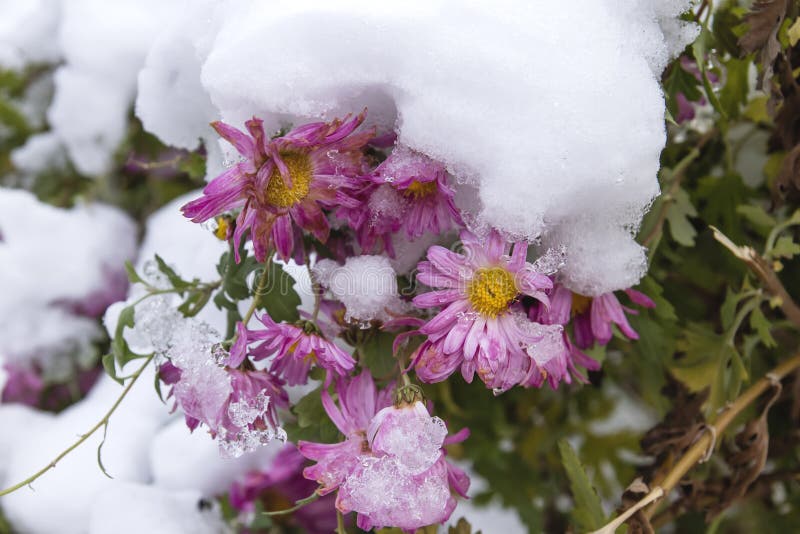 Flowers covered of snow stock photo. Image of asteraceae - 185047710