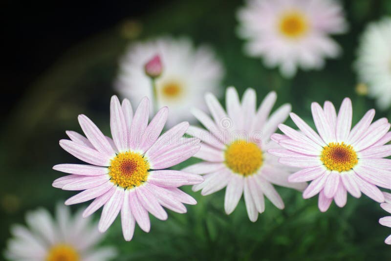Pink Daisy Flowers stock image. Image of stigma, bloom - 76029311